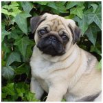 Breeder Directory – Pug Club of Canada