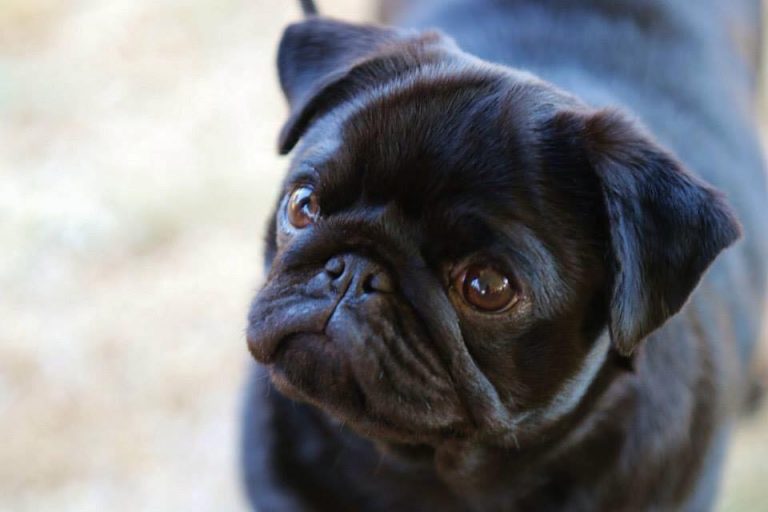 Breeder Directory – Pug Club of Canada