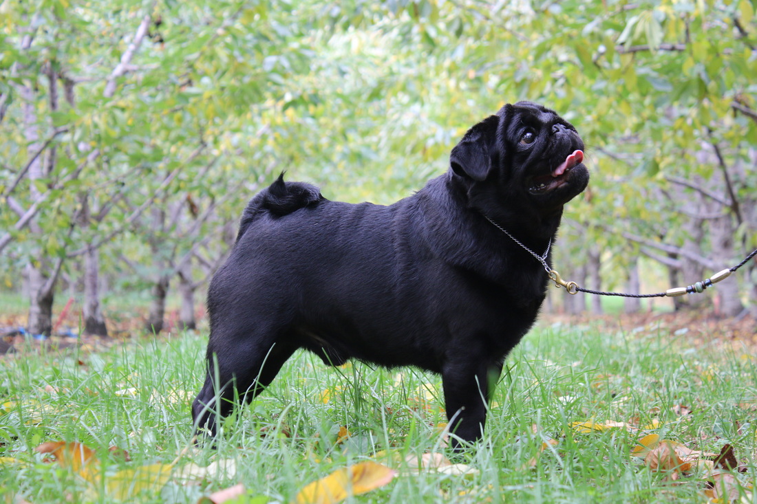 Breed Standard – Pug Club of Canada