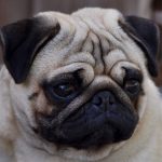 Rescue – Pug Club of Canada