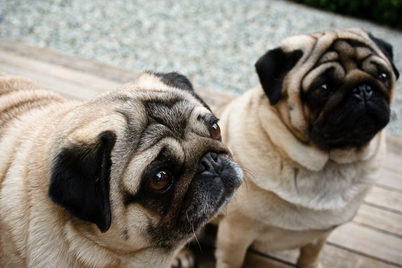 Breed Standard – Pug Club of Canada