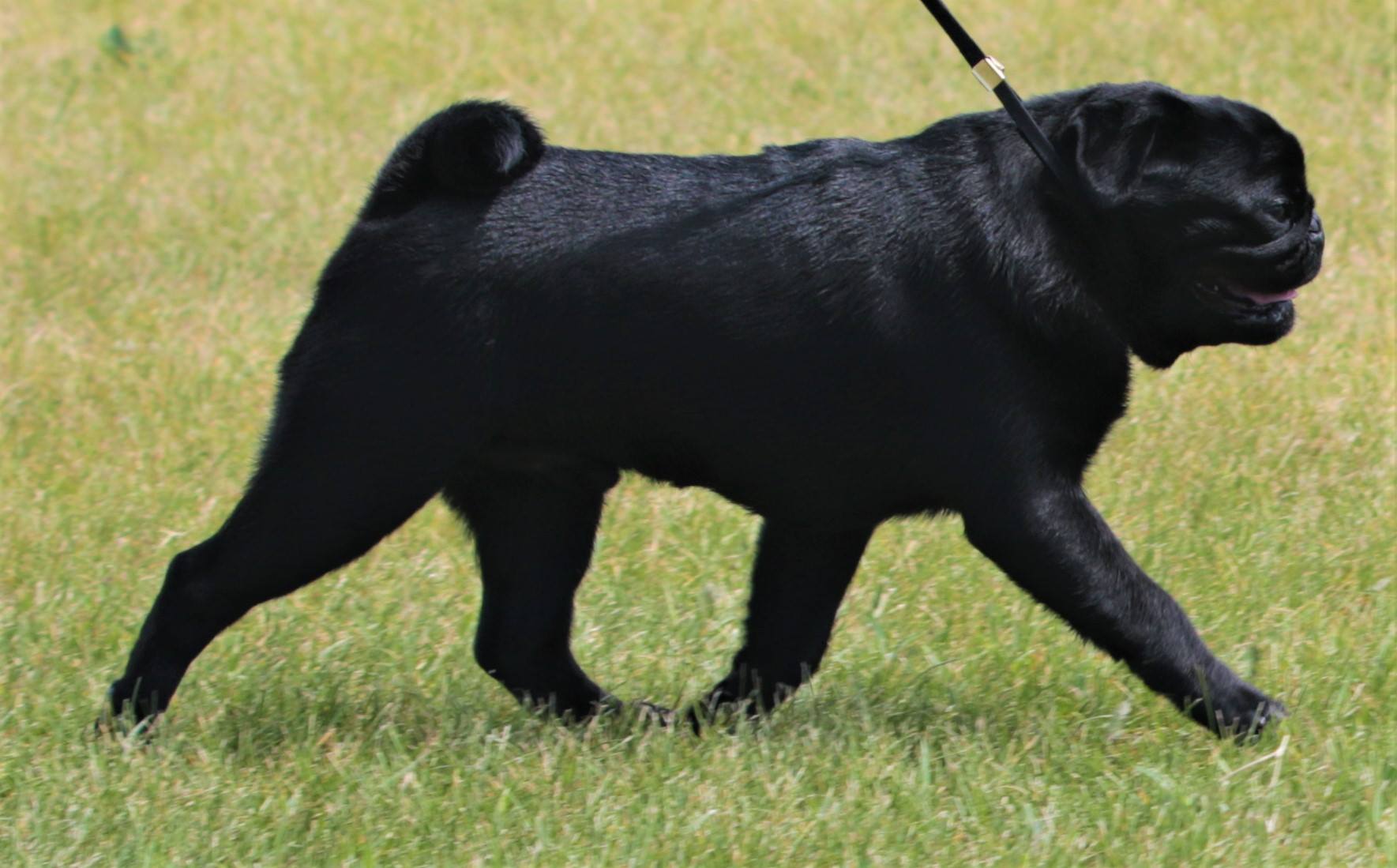 Education – Pug Club of Canada