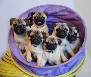 Breeder Directory – Pug Club of Canada