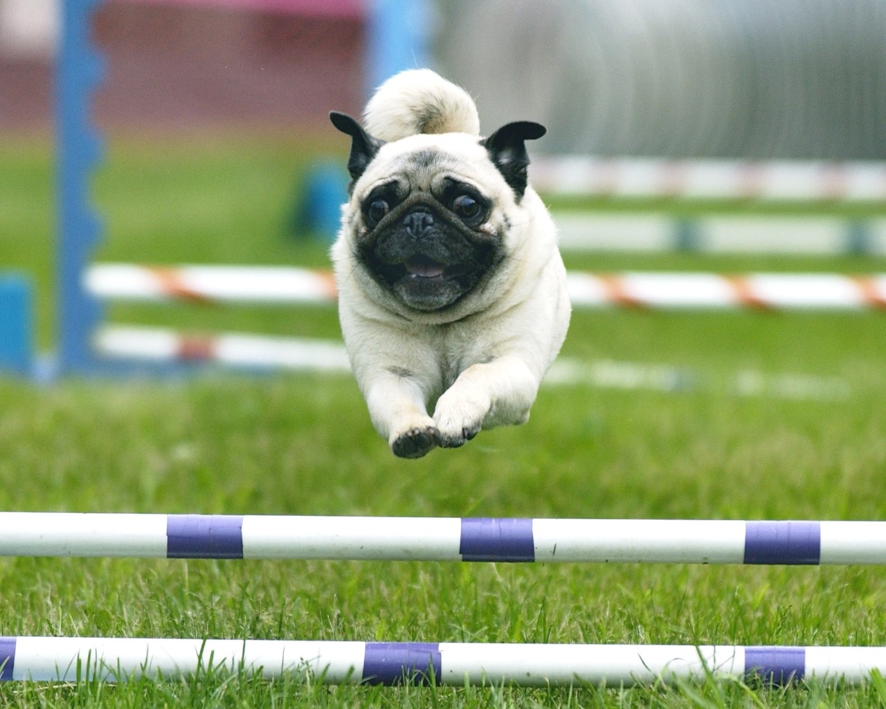 Membership – Pug Club of Canada