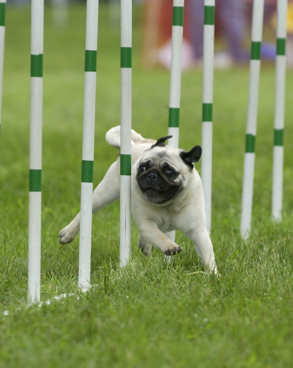 Events – Pug Club of Canada