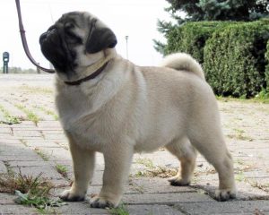 Breed Standard – Pug Club of Canada