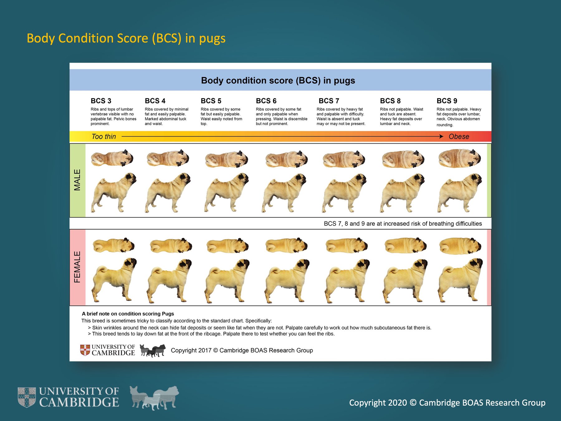 Blog – Pug Club of Canada