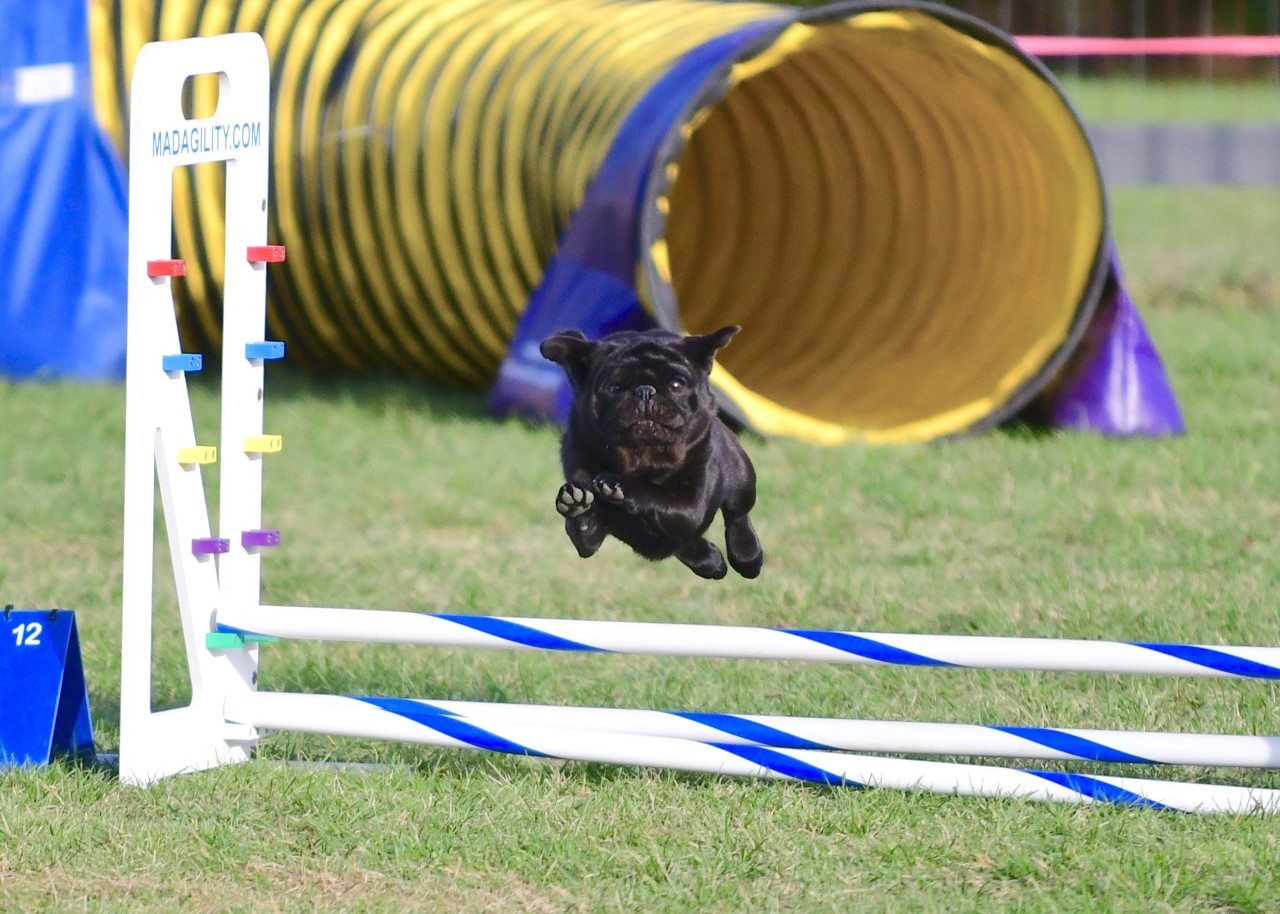 Performance Pugs – Pug Club of Canada