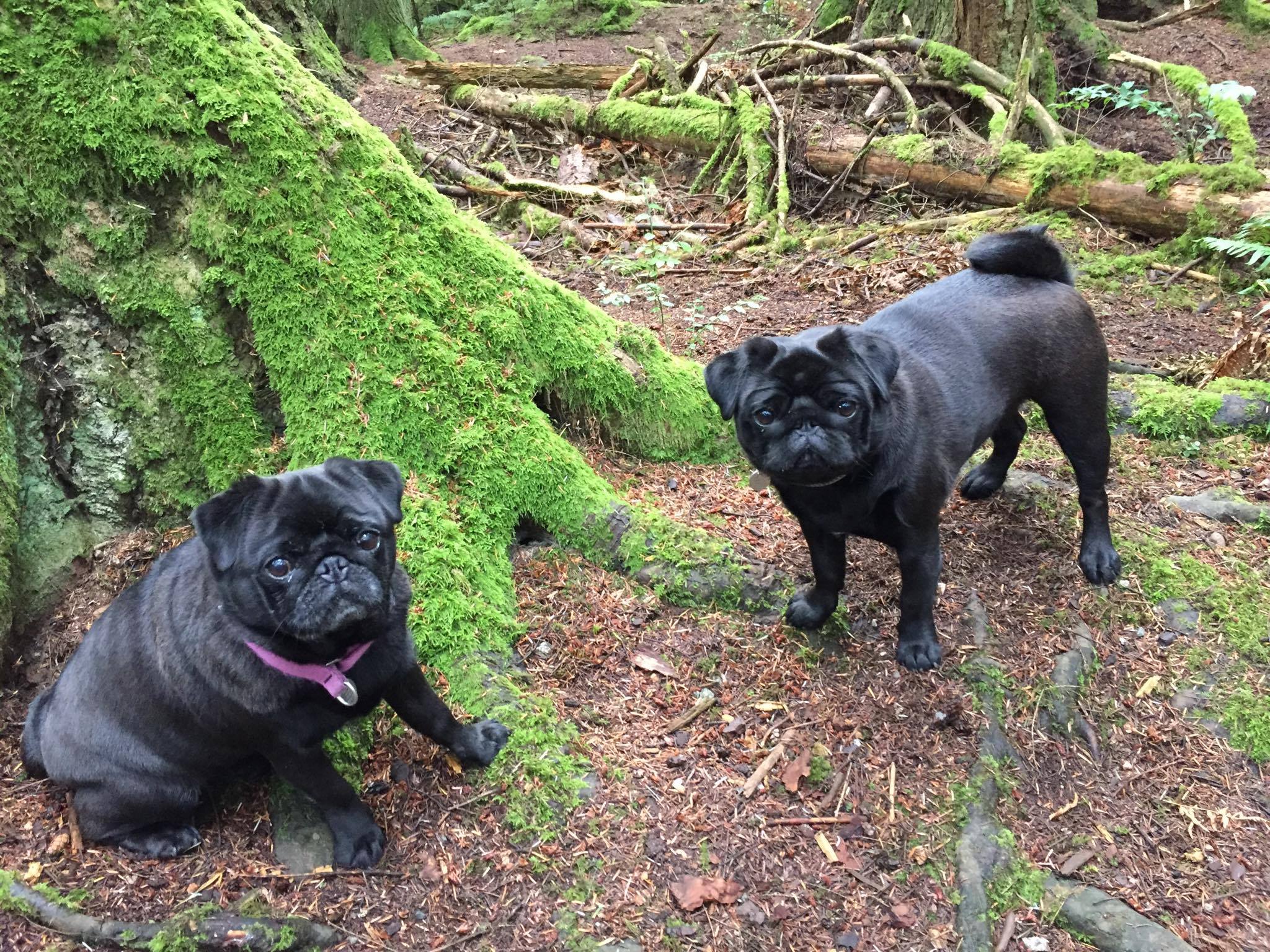 Performance Pugs – Pug Club of Canada