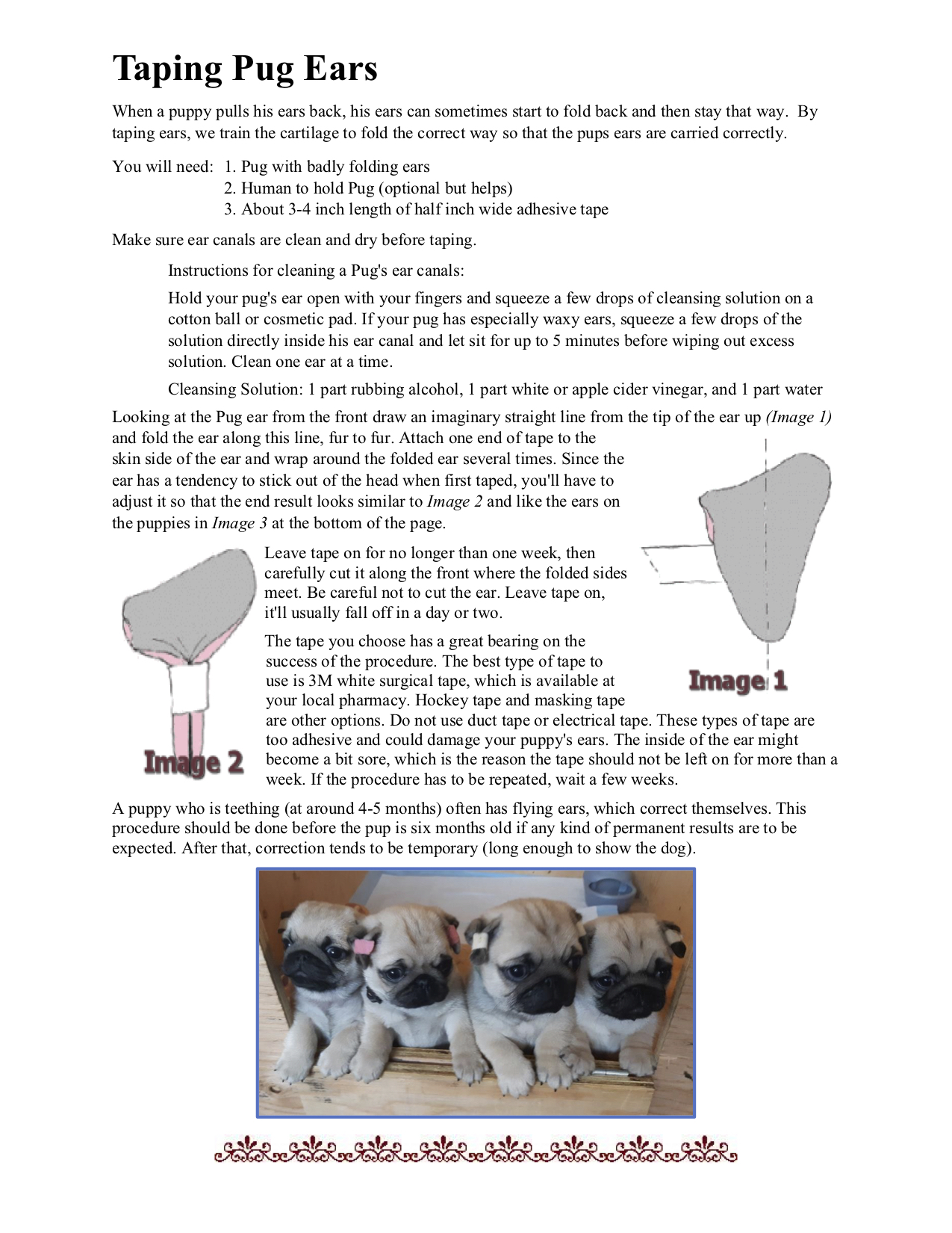 Blog – Pug Club of Canada