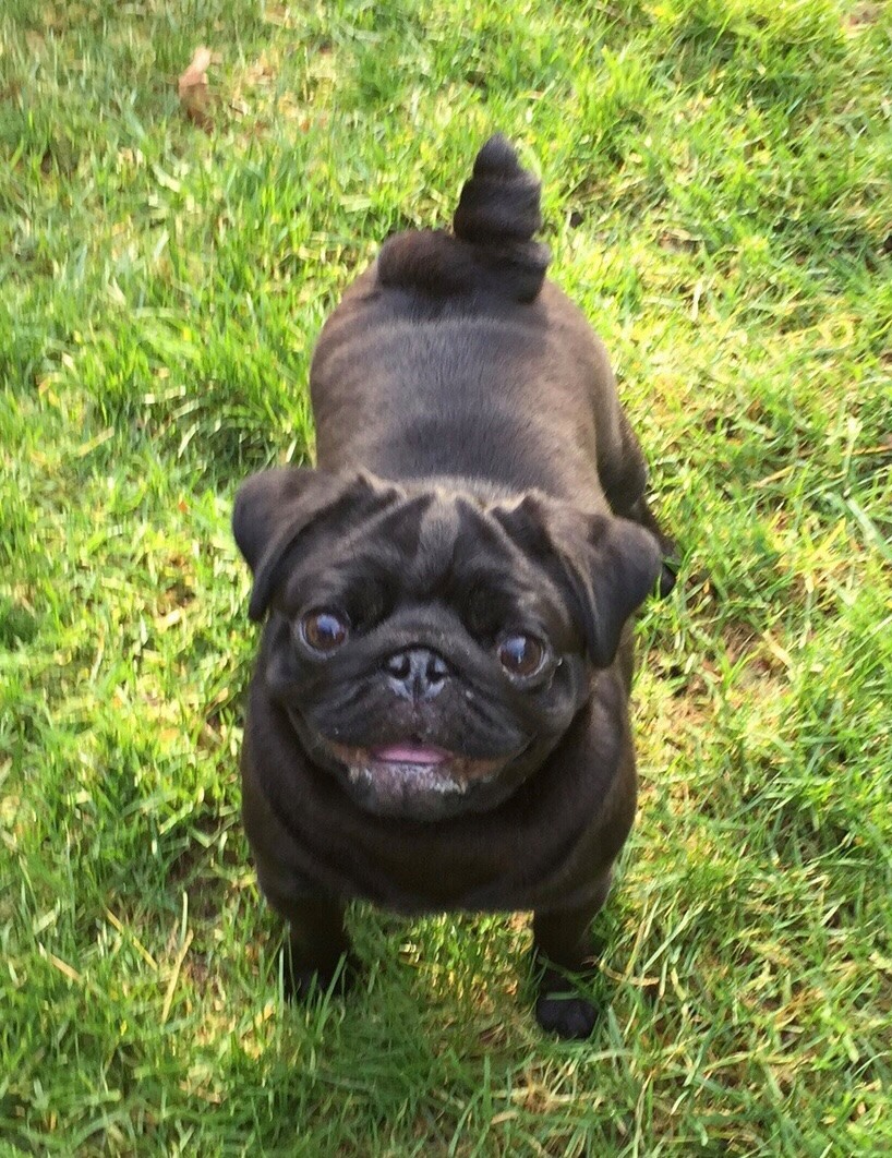 Breeder Directory – Pug Club of Canada