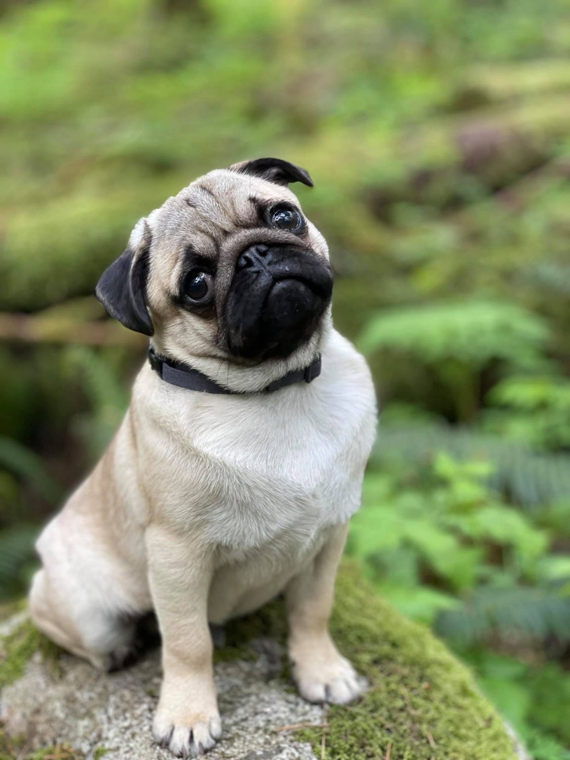 Breeder Directory – Pug Club of Canada