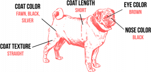 Breed Standard – Pug Club of Canada