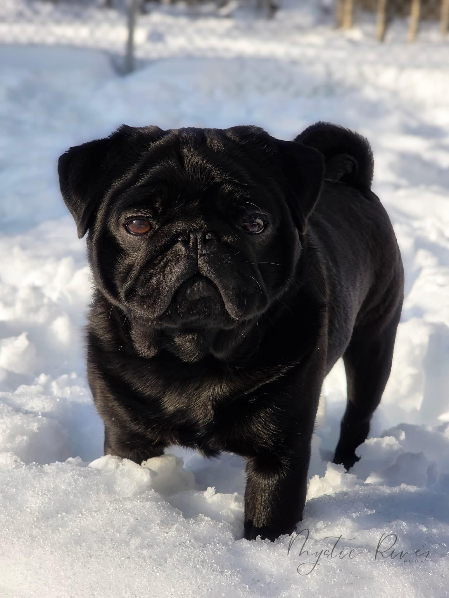 Breeder Directory – Pug Club of Canada